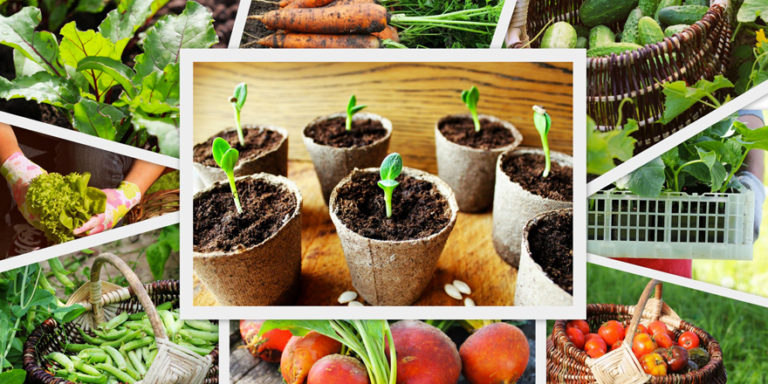 Où acheter ses graines pour son jardin potager